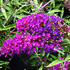 Nanho Purple Butterfly Bush For Sale | The Tree Center