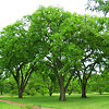 Prairie Expedition® Elm Tree For Sale Online | The Tree Center