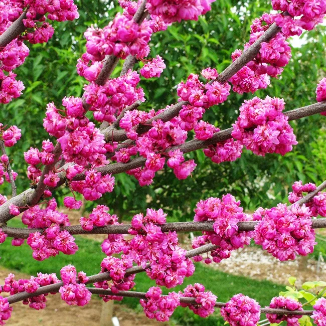 Pink Pom Poms Redbud For Sale Online | The Tree Center