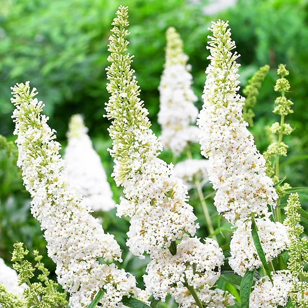 White Profusion Butterfly Bush For Sale | The Tree Center