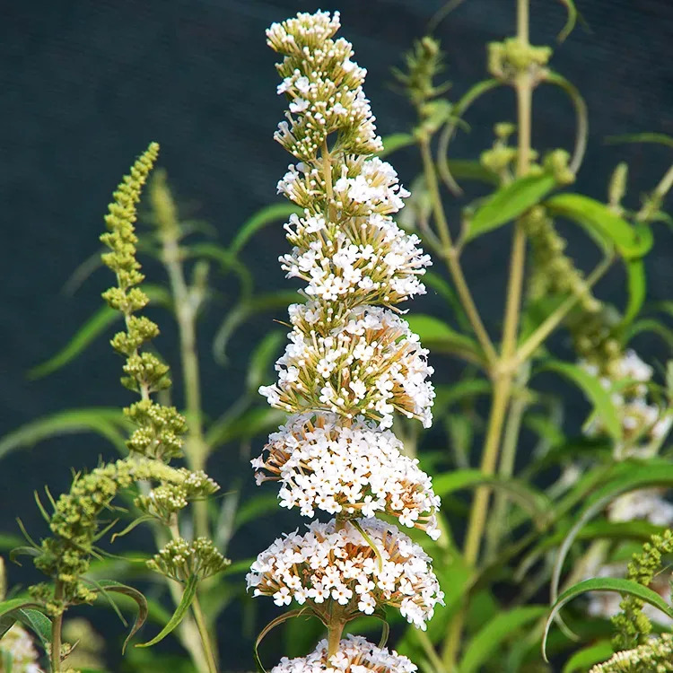White Profusion Butterfly Bush For Sale | The Tree Center