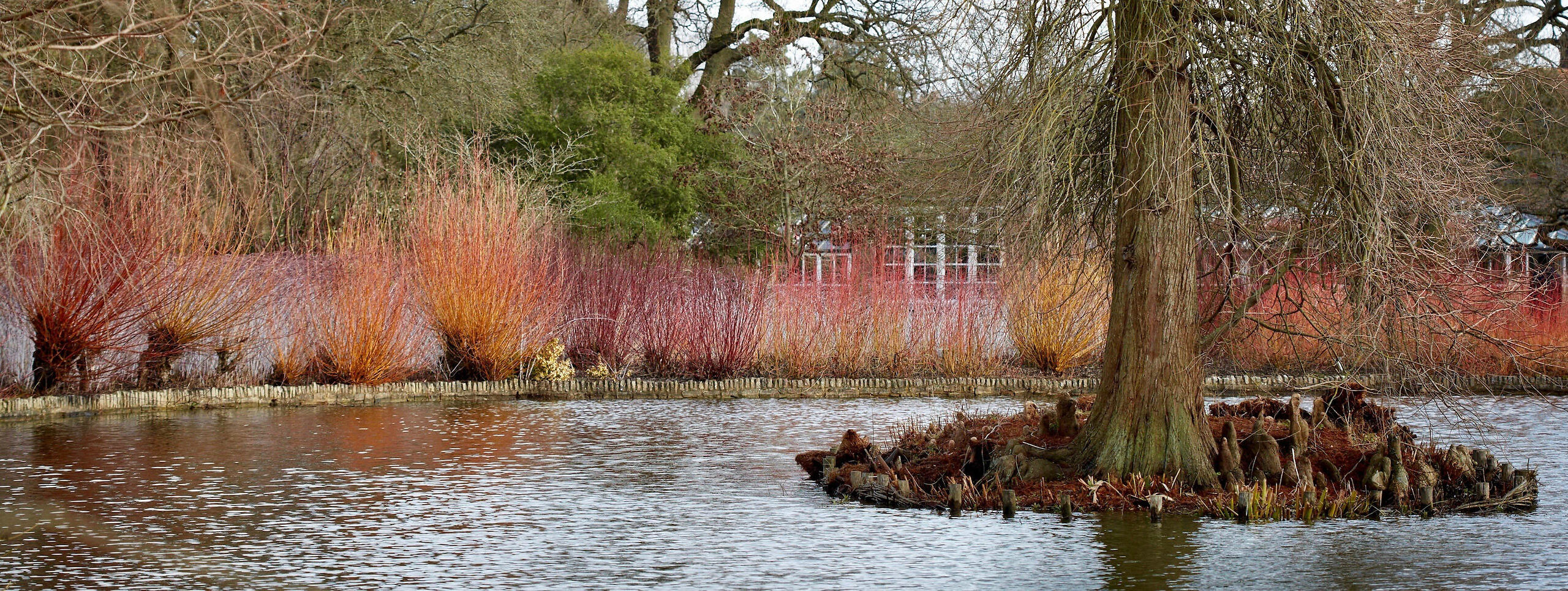 Shrubs Beside Water (or in Wet Soil) | The Tree Center™