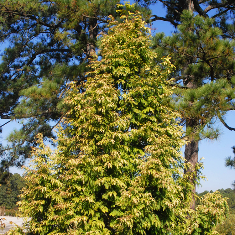 Amber Glow™ Dawn Redwood For Sale Online | The Tree Center