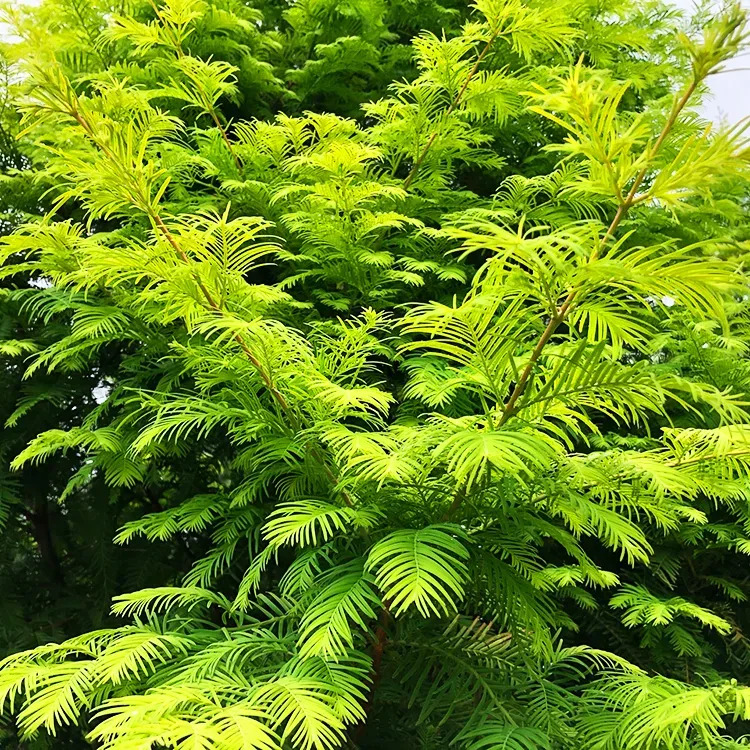 Amber Glow™ Dawn Redwood For Sale Online | The Tree Center