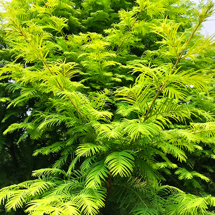 Amber Glow™ Dawn Redwood For Sale Online | The Tree Center