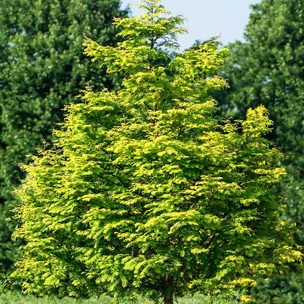 Amber Glow™ Dawn Redwood For Sale Online | The Tree Center