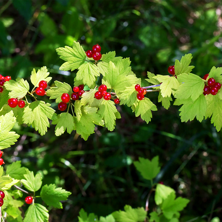 Alpine Currant For Sale Online | The Tree Center