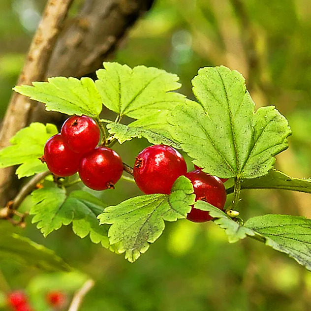 Alpine Currant For Sale Online | The Tree Center