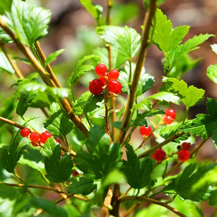 Alpine Currant For Sale Online | The Tree Center