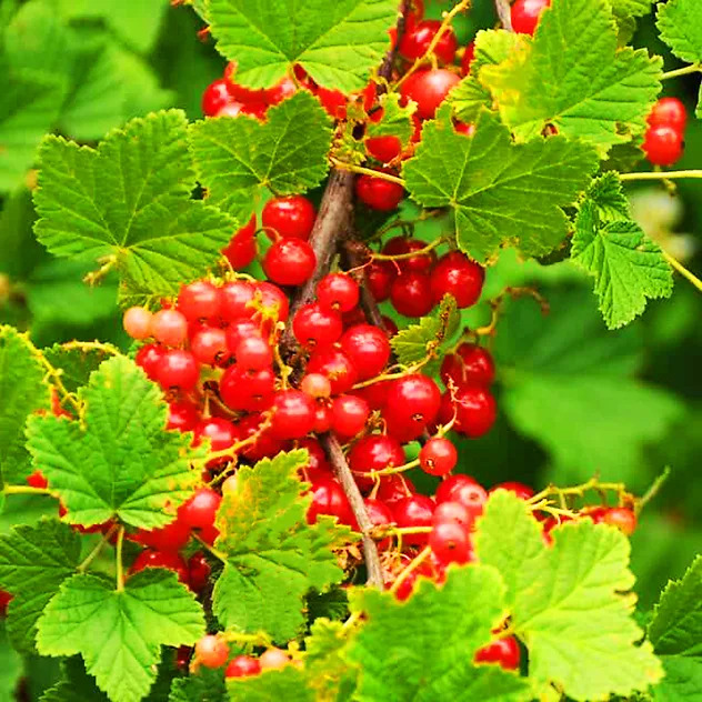 Alpine Currant For Sale Online | The Tree Center