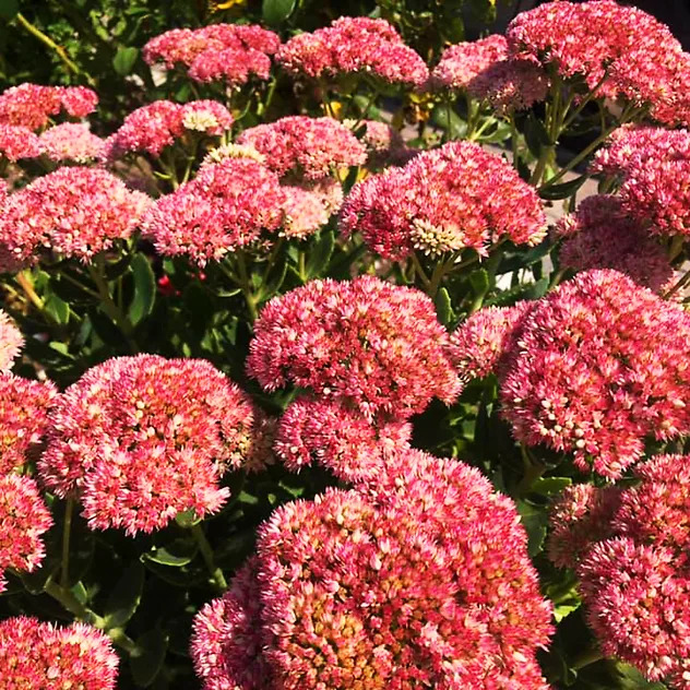 Autumn Fire Sedum For Sale Online | The Tree Center