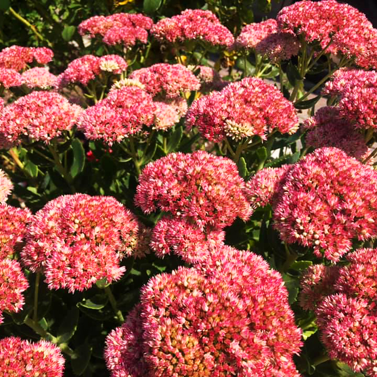 Autumn Fire Sedum For Sale Online | The Tree Center