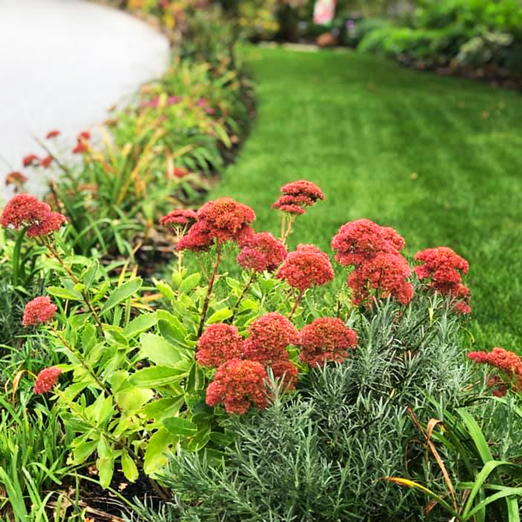 Autumn Fire Sedum For Sale Online | The Tree Center