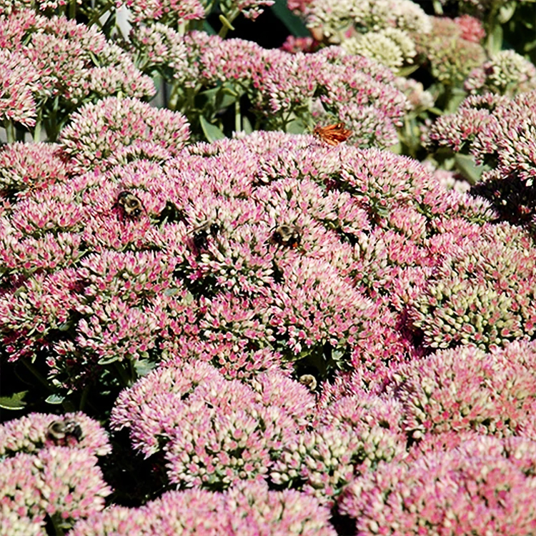 Autumn Fire Sedum For Sale Online | The Tree Center