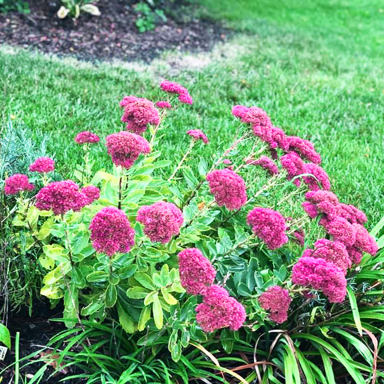Autumn Fire Sedum For Sale Online | The Tree Center