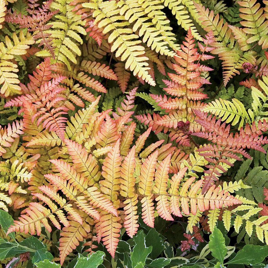 Brilliance Autumn Fern For Sale Online | The Tree Center