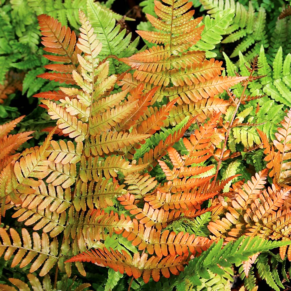 Brilliance Autumn Fern For Sale Online | The Tree Center