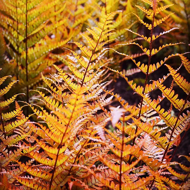 Brilliance Autumn Fern For Sale Online | The Tree Center