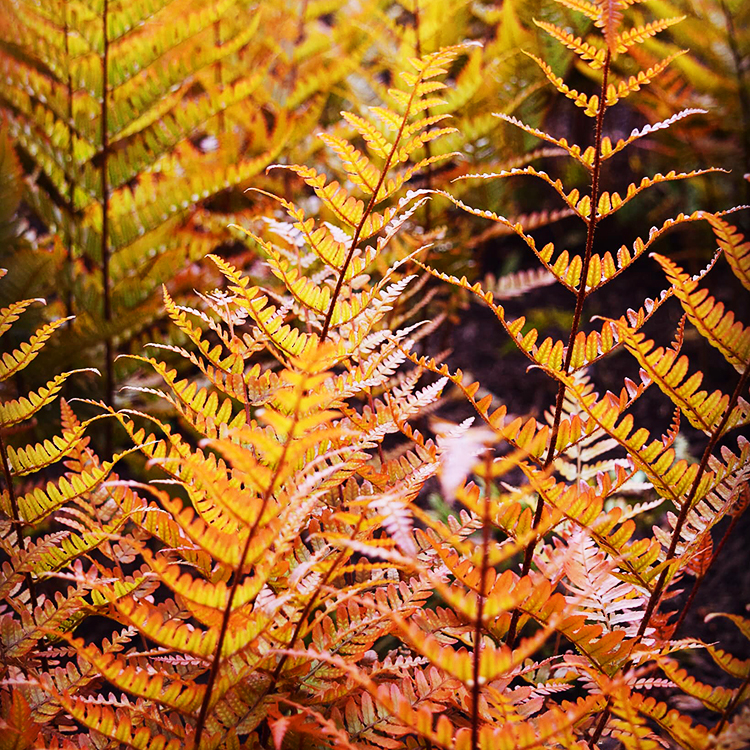 Brilliance Autumn Fern For Sale Online | The Tree Center