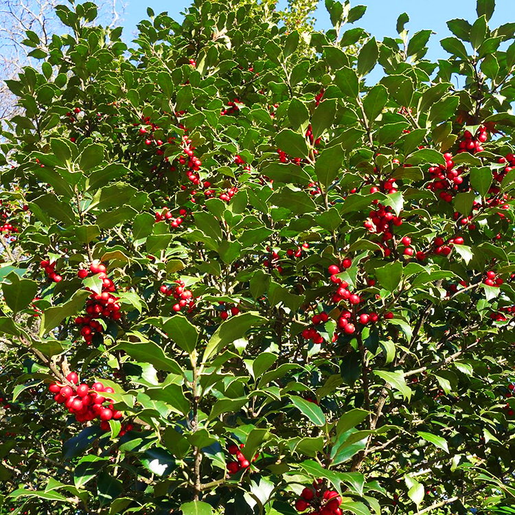 Centennial Girl Holly For Sale Online | The Tree Center