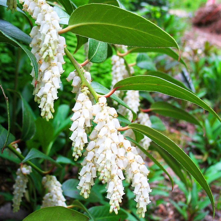 Coastal Leucothoe For Sale Online | The Tree Center