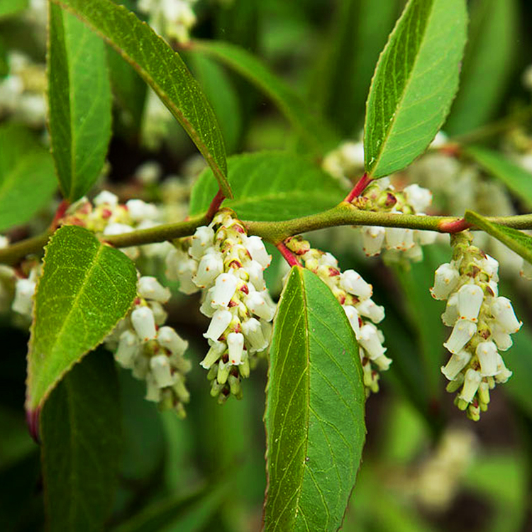 Coastal Leucothoe For Sale Online | The Tree Center