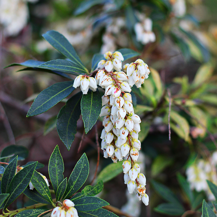 Coastal Leucothoe For Sale Online | The Tree Center