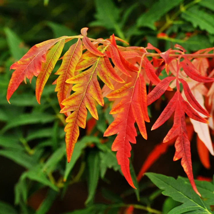 Cutleaf Staghorn Sumac For Sale Online | The Tree Center