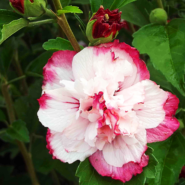 Danica™™ Hardy Hibiscus For Sale Online | The Tree Center