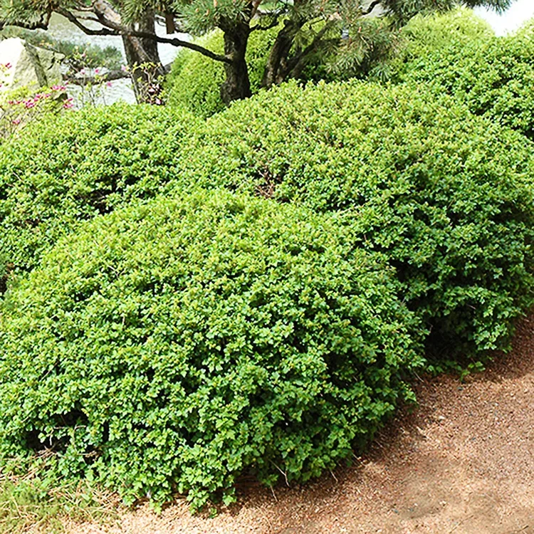 Green Mound Alpine Currant For Sale Online | The Tree Center