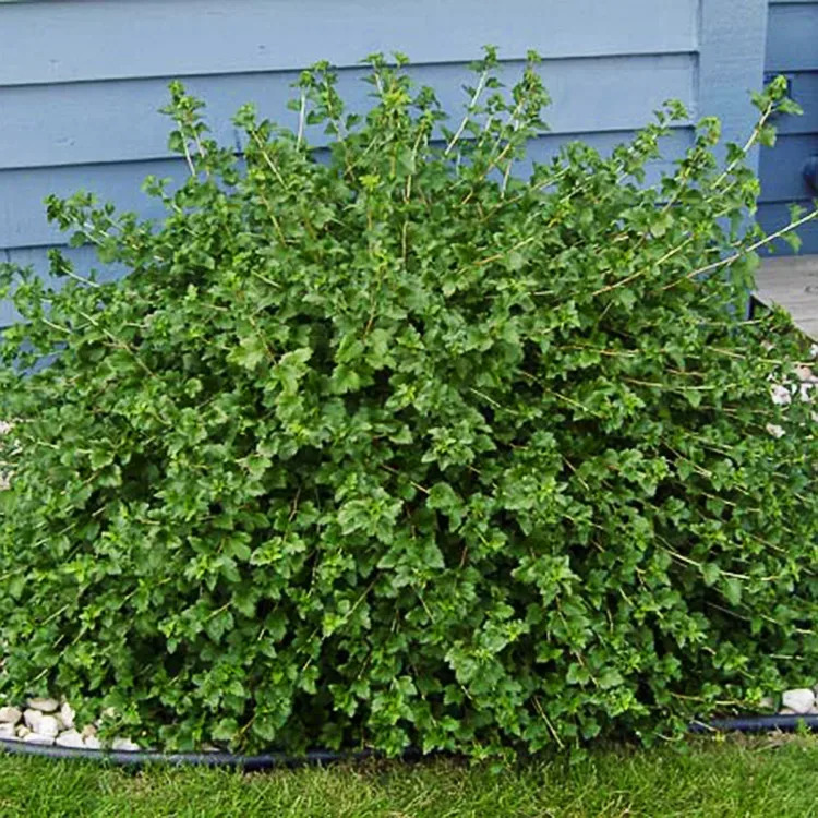 Green Mound Alpine Currant For Sale Online | The Tree Center