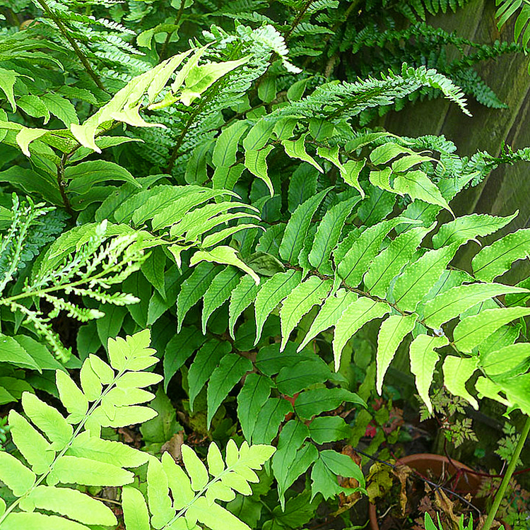 Japanese Holly Fern For Sale Online | The Tree Center