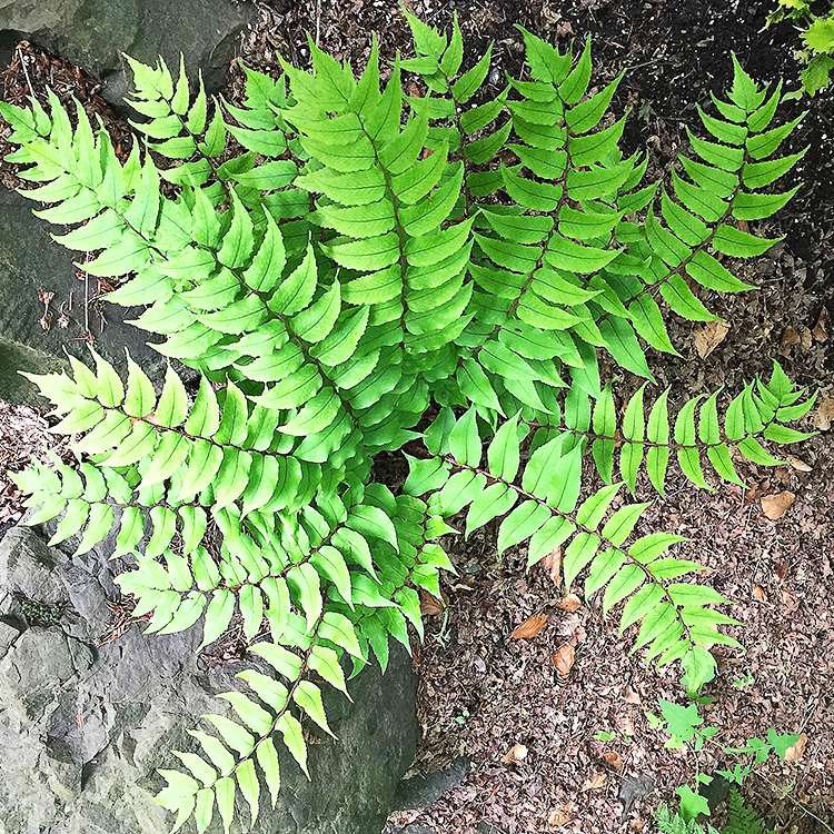 Japanese Holly Fern For Sale Online | The Tree Center