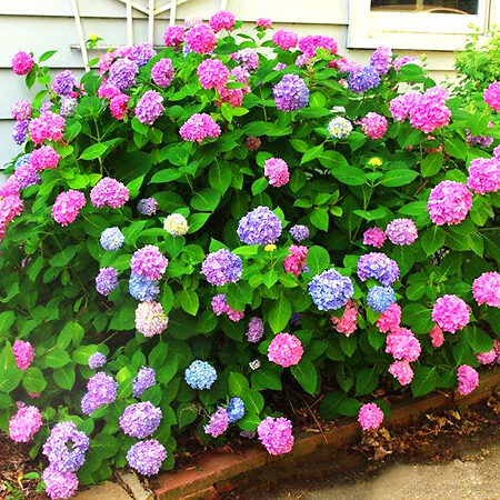 L.A. Dreamin® Hydrangea For Sale Online | The Tree Center