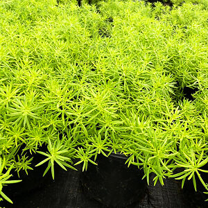 Lemon Ball Sedum For Sale Online | The Tree Center