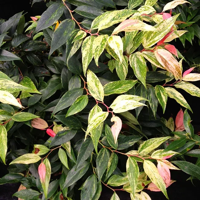 Rainbow Drooping Leucothoe For Sale Online | The Tree Center