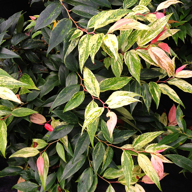 Rainbow Drooping Leucothoe For Sale Online | The Tree Center
