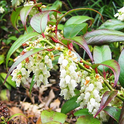 Rainbow Drooping Leucothoe For Sale Online | The Tree Center