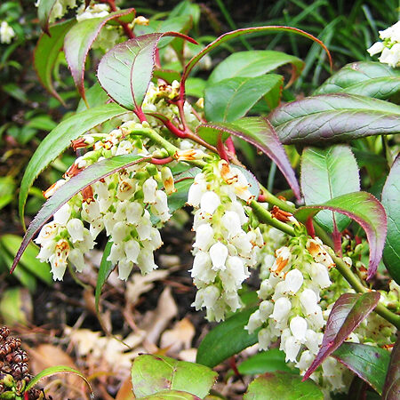 Rainbow Drooping Leucothoe For Sale Online | The Tree Center