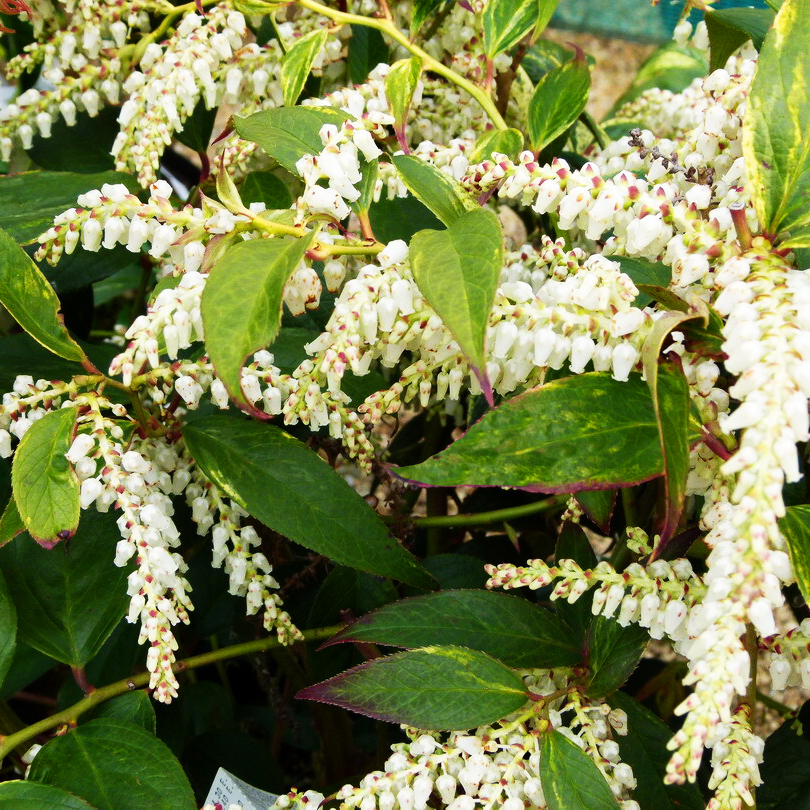 Rainbow Drooping Leucothoe For Sale Online | The Tree Center