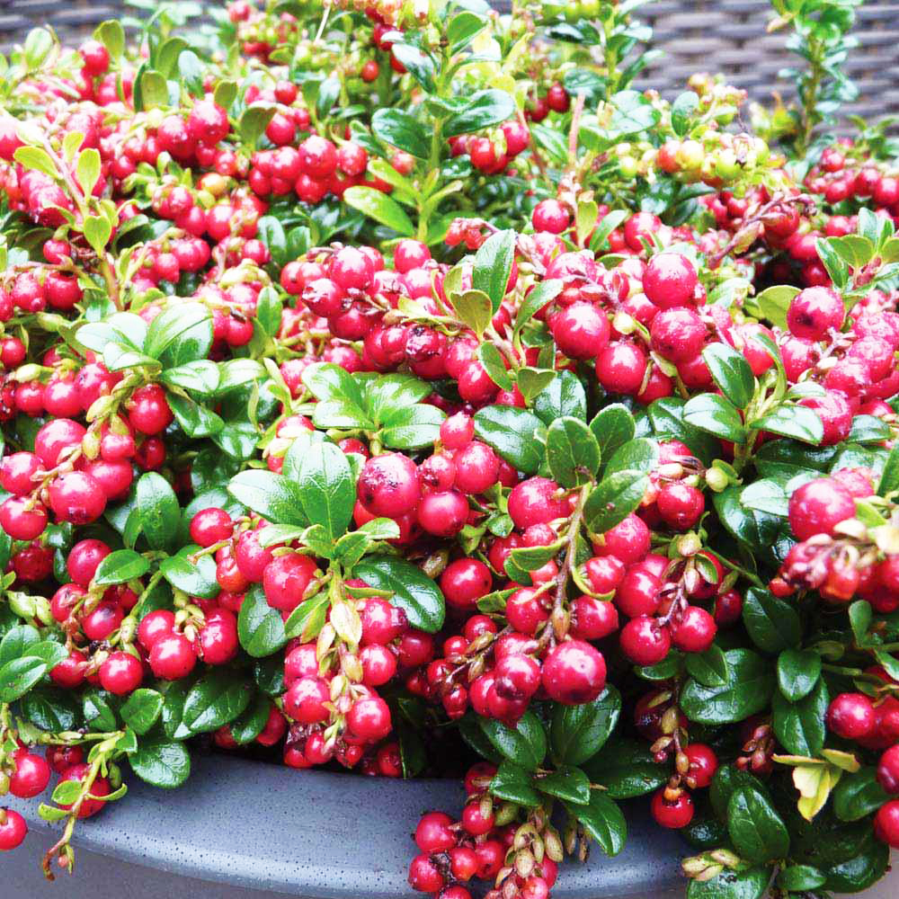 Red Candy Lingonberry For Sale Online | The Tree Center