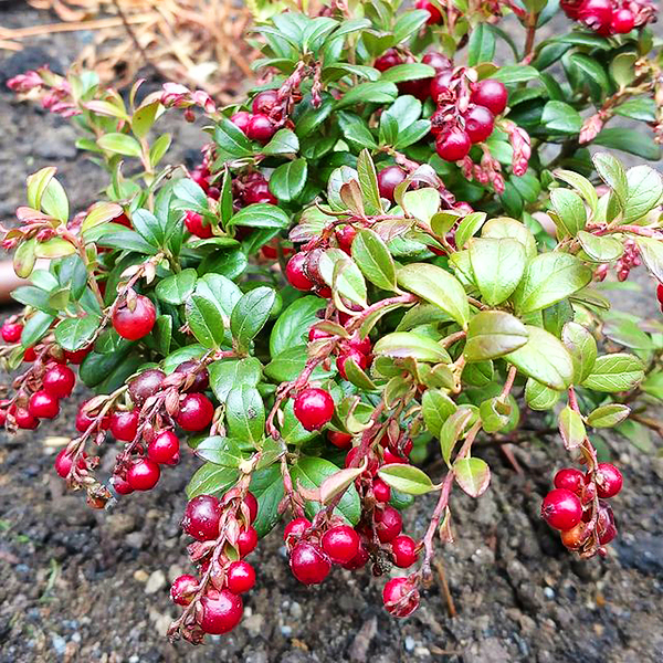 Red Candy Lingonberry For Sale Online | The Tree Center
