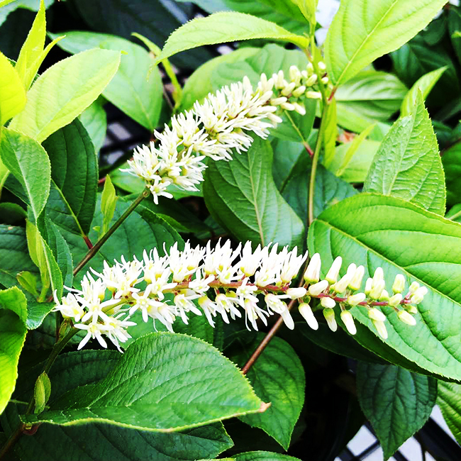 Scentlandia® Itea For Sale Online | The Tree Center