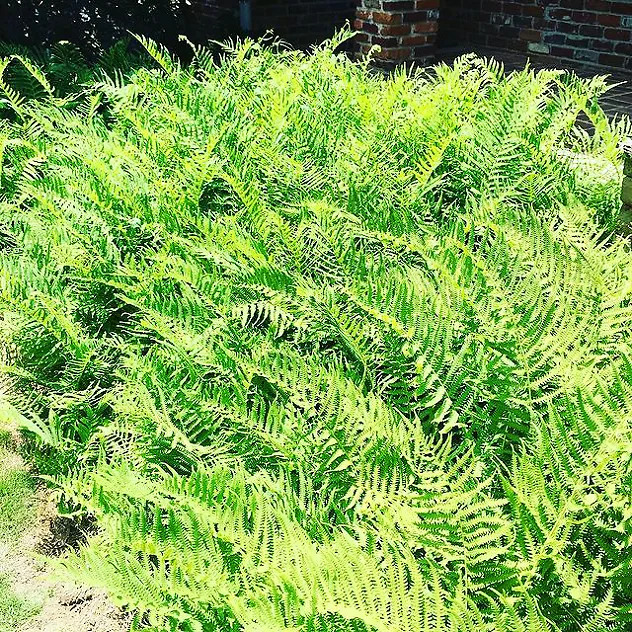 Southern Shield Fern For Sale Online | The Tree Center