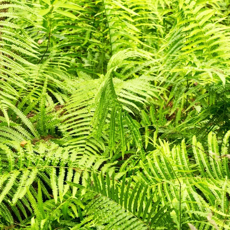 Southern Shield Fern For Sale Online | The Tree Center