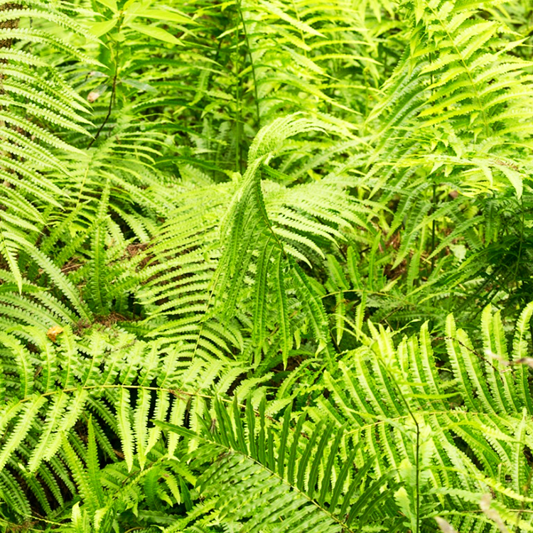 Southern Shield Fern For Sale Online | The Tree Center