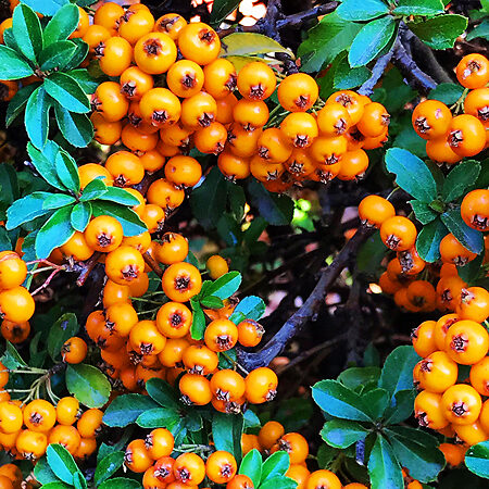 Teton Firethorn For Sale Online | The Tree Center