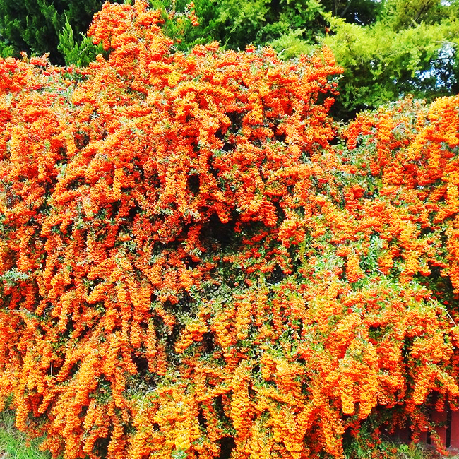 Teton Firethorn For Sale Online | The Tree Center