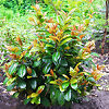 Volcano Cherry Laurel For Sale Online | The Tree Center