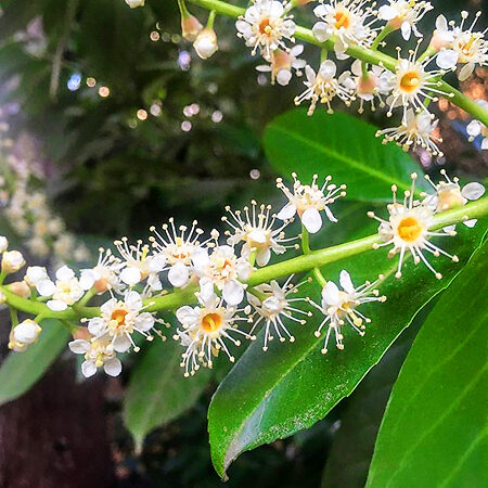 Volcano Cherry Laurel For Sale Online | The Tree Center